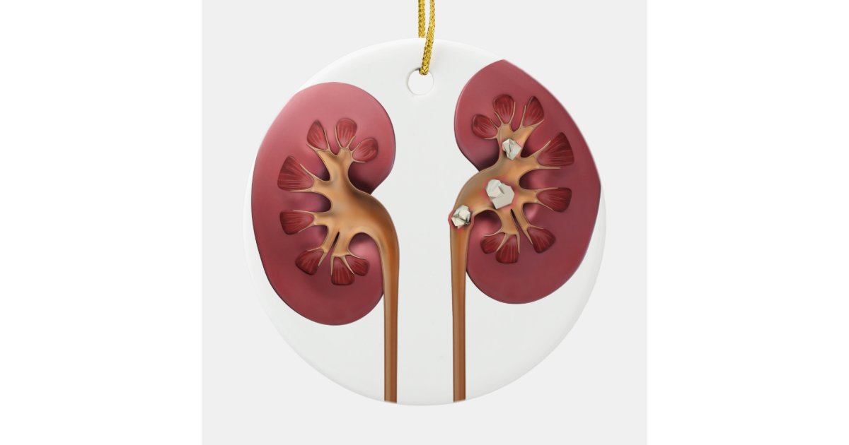 kidneys ceramic ornament | Zazzle