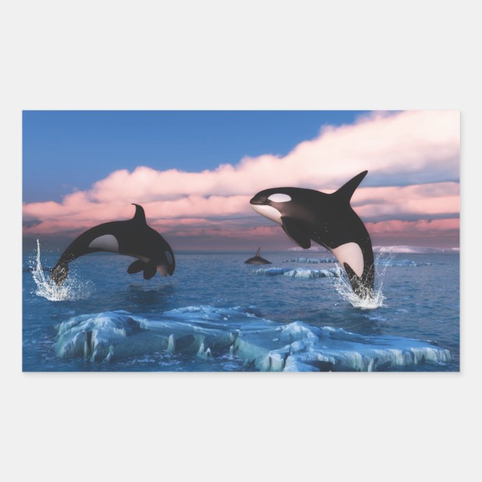 Killer Whales In The Arctic Ocean Rectangular Sticker | Zazzle