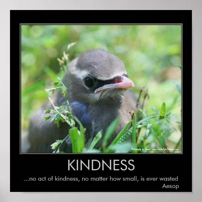 Kindness Baby Bird Inspirational Quote Poster | Zazzle