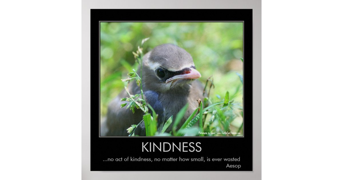 Kindness Baby Bird Inspirational Quote Poster | Zazzle