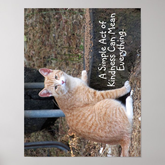 Kindness Orange Tabby Cat Poster | Zazzle.com