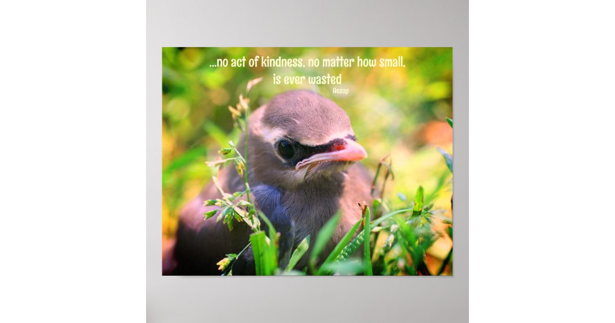 Kindness Quote Baby Bird Inspirational Poster | Zazzle