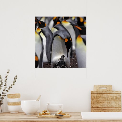 King Penguin with Chick Poster | Zazzle