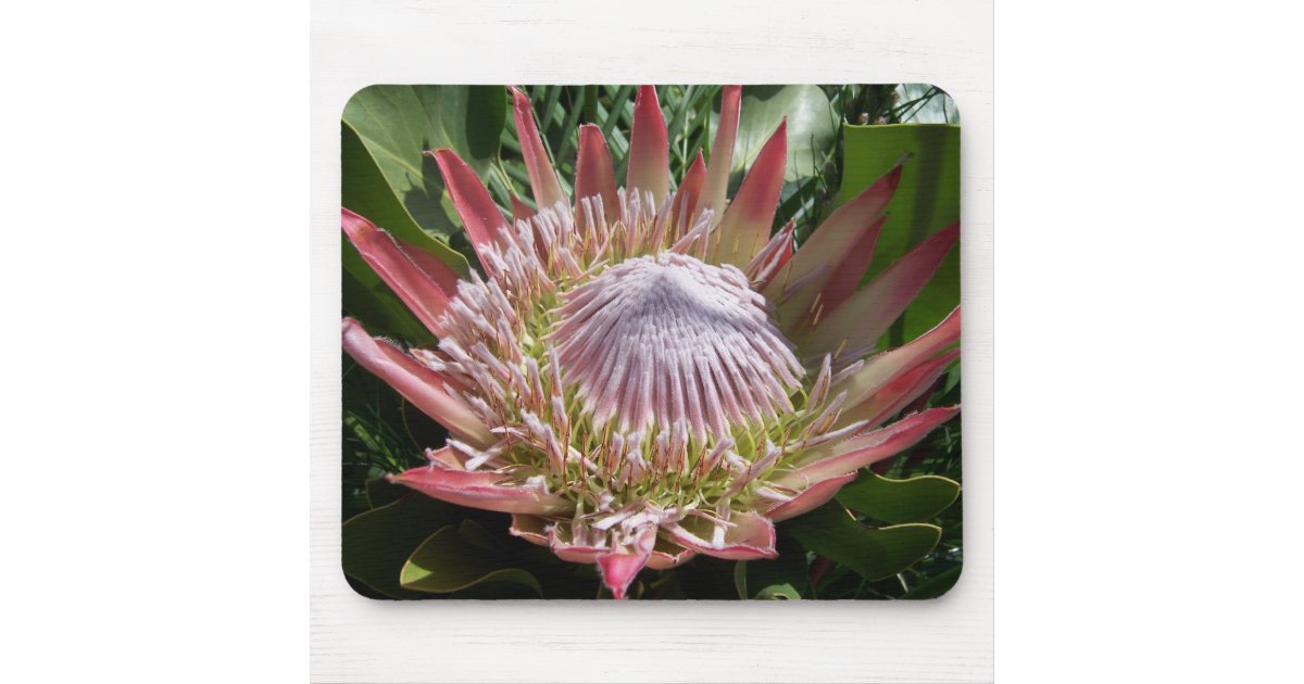 King Protea Flower Photography Mouse Pad | Zazzle