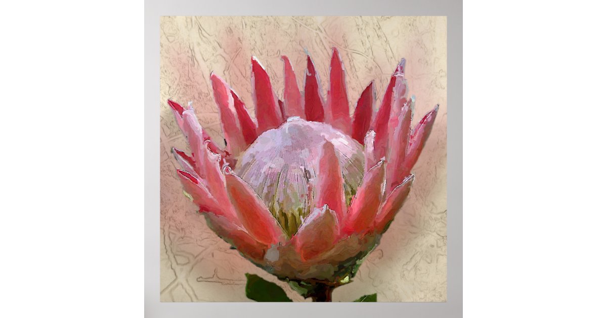 King Protea Poster | Zazzle