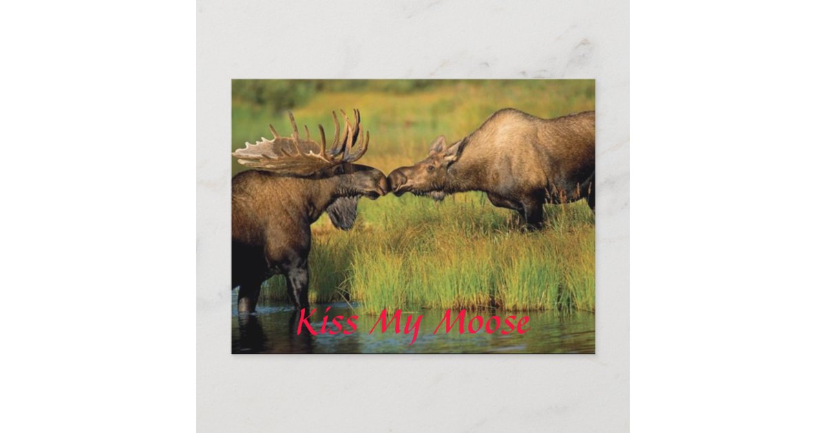 kiss my moose, Kiss My Moose Postcard | Zazzle