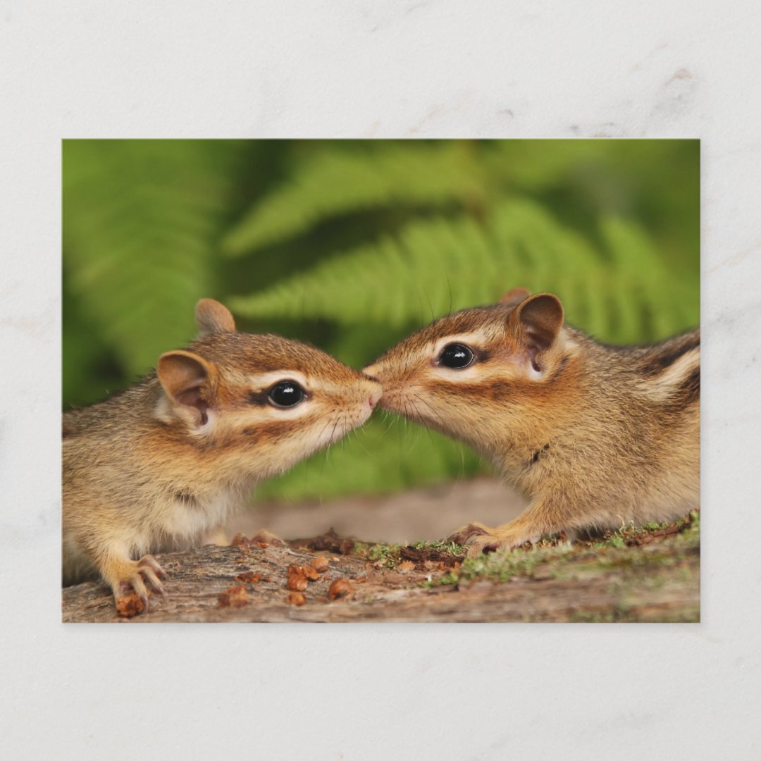 Kissing Baby Chipmunks Postcard | Zazzle