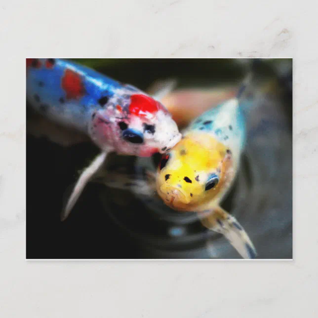 Kissing fish postcard | Zazzle