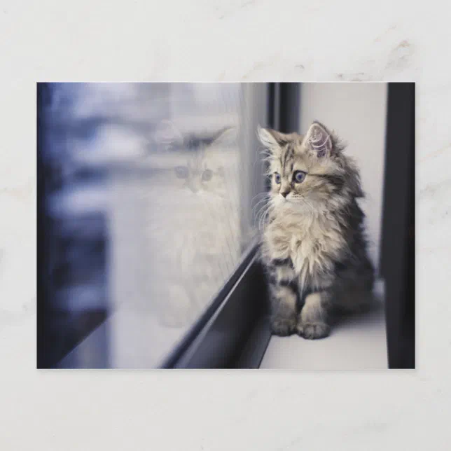 Kitten Looking Out Window Postcard | Zazzle