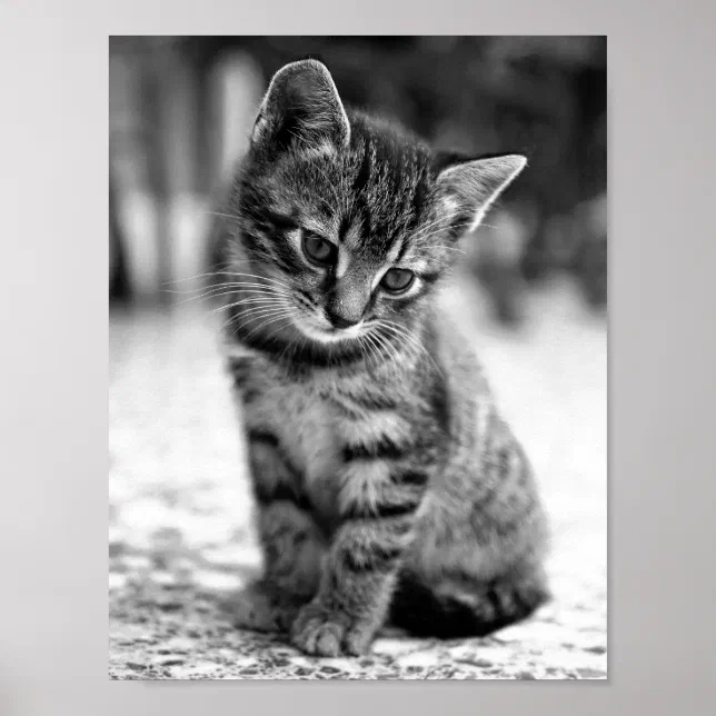 KITTEN PHOTOGRAPHIC POSTER | Zazzle