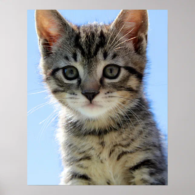 kitten poster | Zazzle