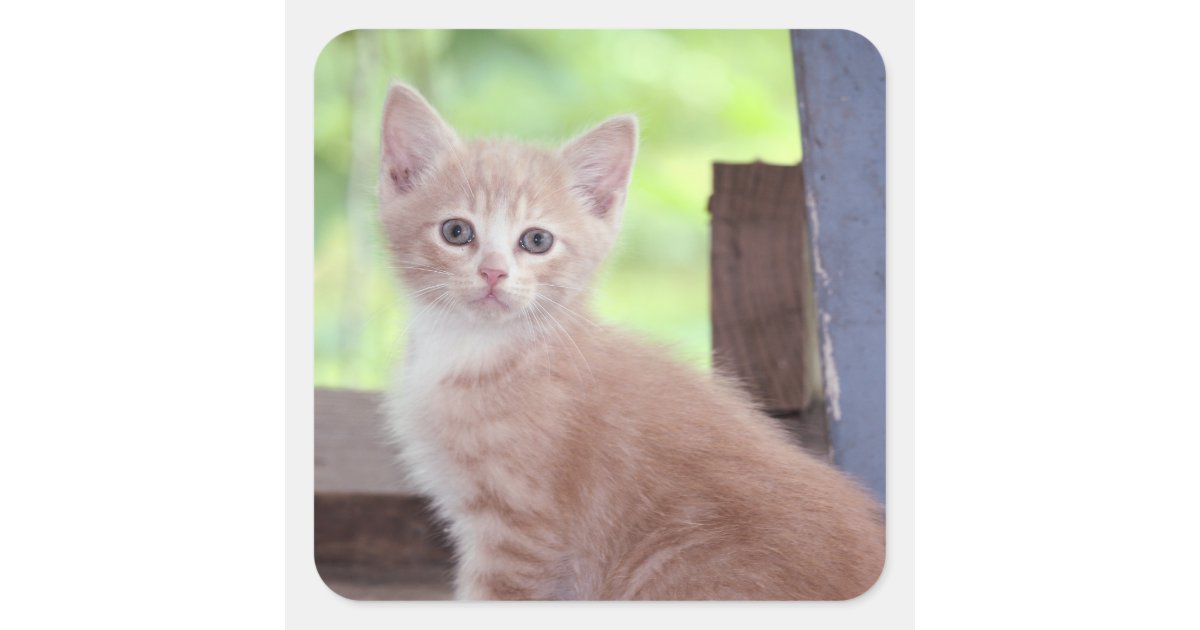 Kitten square sticker | Zazzle