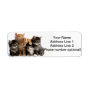 kittens label | Zazzle