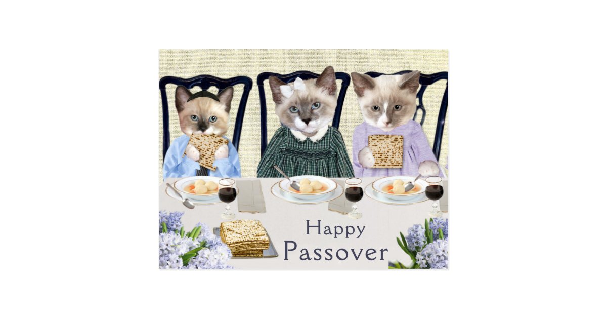 Kittens Passover Postcard | Zazzle.com