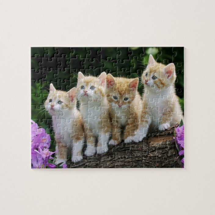 Kittens Puzzle | Zazzle.com