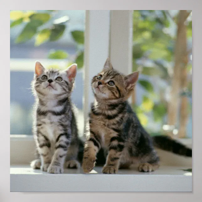 Kitties Poster | Zazzle