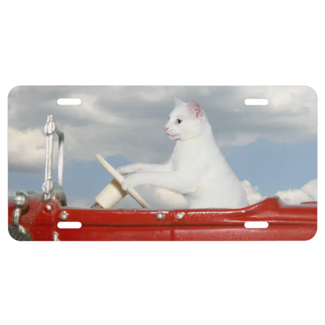 Kitty cat drives a car license plate | Zazzle