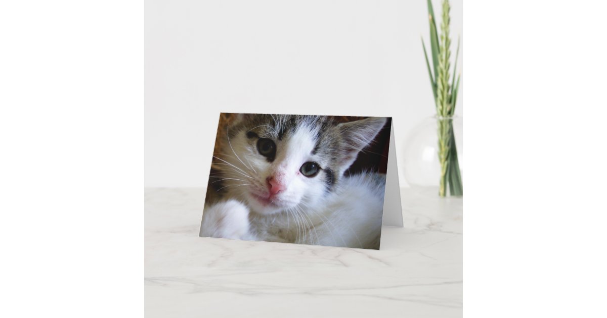 Kitty Greeting Card | Zazzle