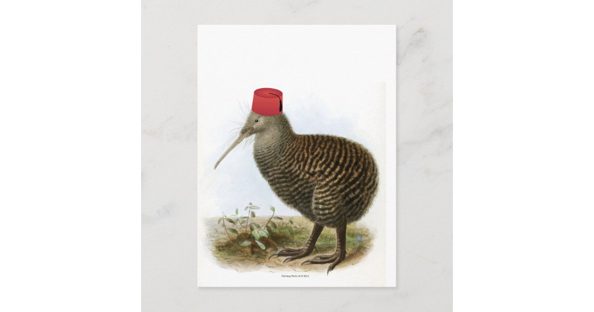 Kiwi Bird Wearing Fez Absurd Vintage Postcard | Zazzle