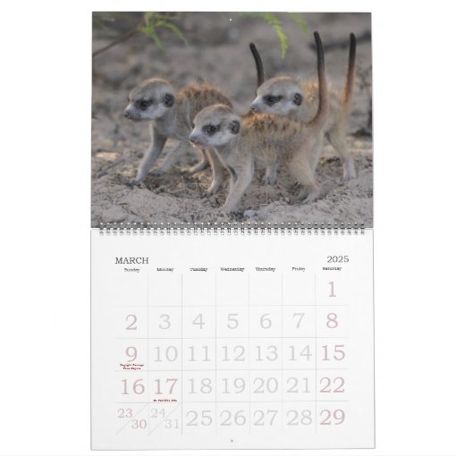 KMP Meerkats 2013 Calendar | Zazzle