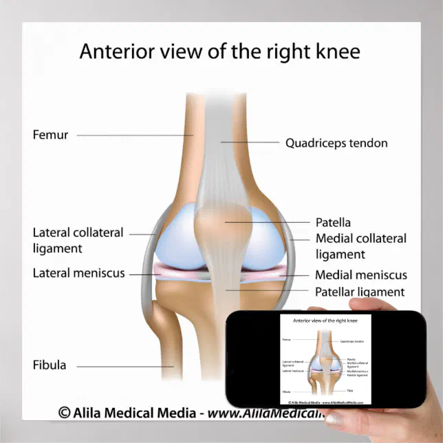 Knee joint anatomy labeled diagram. poster | Zazzle