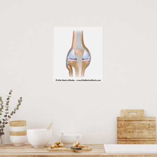 Knee joint anatomy unlabeled diagram. poster | Zazzle