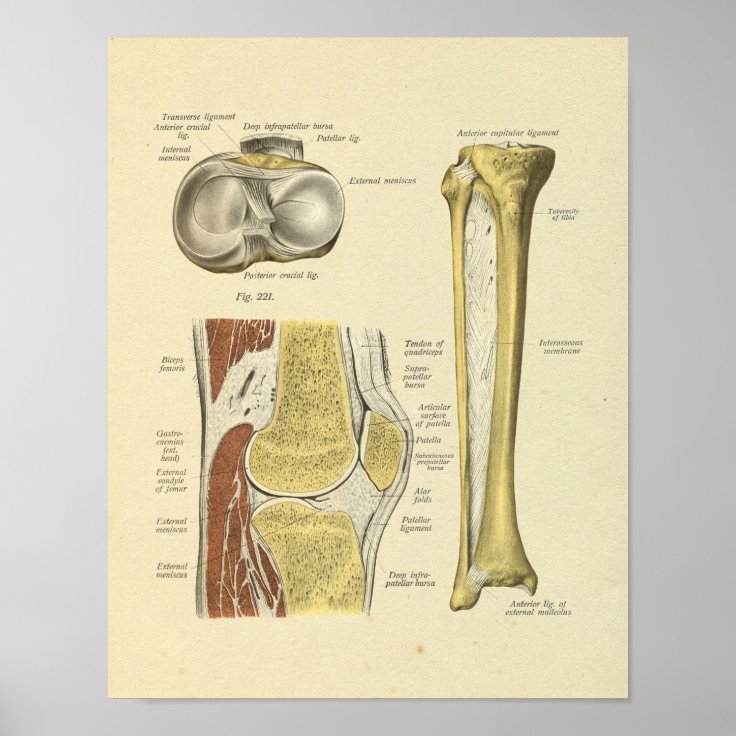 Knee Leg Joint Anatomy Bones Print | Zazzle