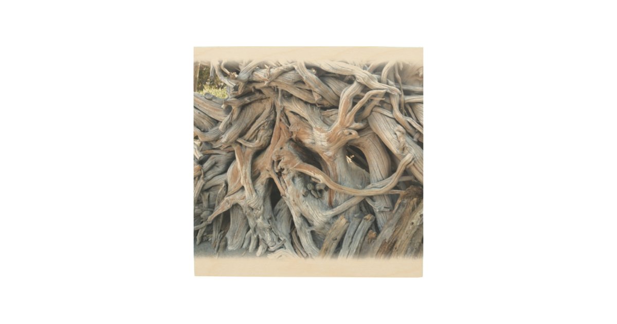 Knotty Tree Root Image Printed on Wood Wood Wall Decor | Zazzle