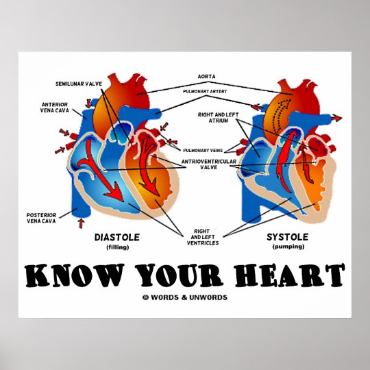 Know Your Heart (Diastole Systole) Poster | Zazzle.com