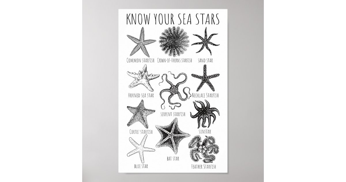 Know Your Sea Stars – Starfish Groups Poster | Zazzle