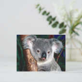 Koala Bear Australia Outback Country Animal Cute Postcard | Zazzle