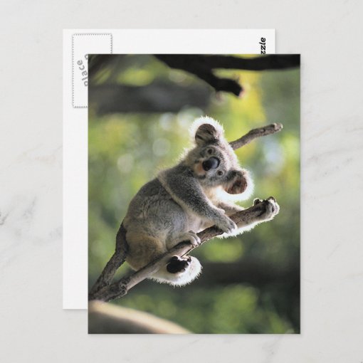 Koala Bear Postcard | Zazzle