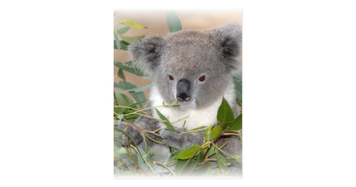 Koala Bear Postcard | Zazzle.com