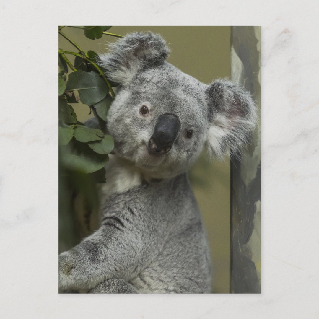 Koala Bear Postcard | Zazzle