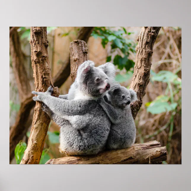 Koala bear poster | Zazzle