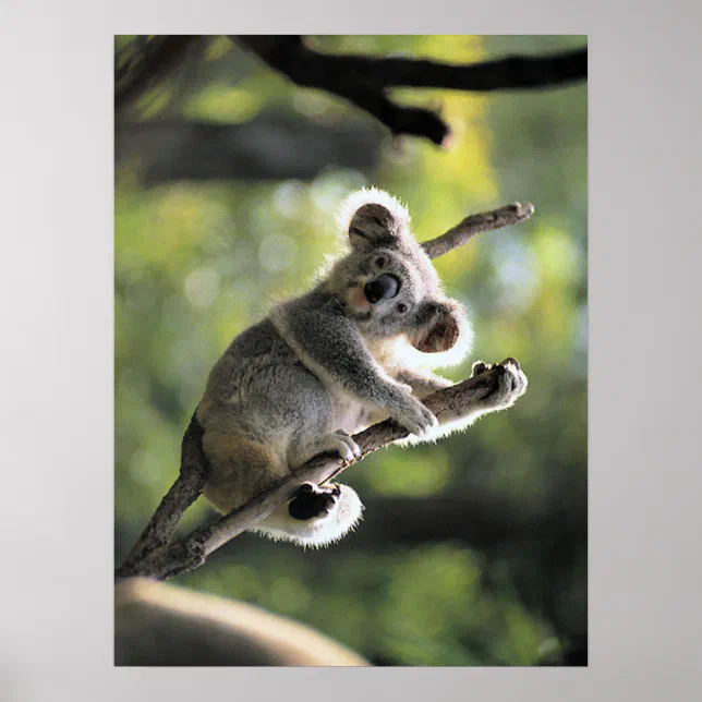 Koala Bear Poster | Zazzle