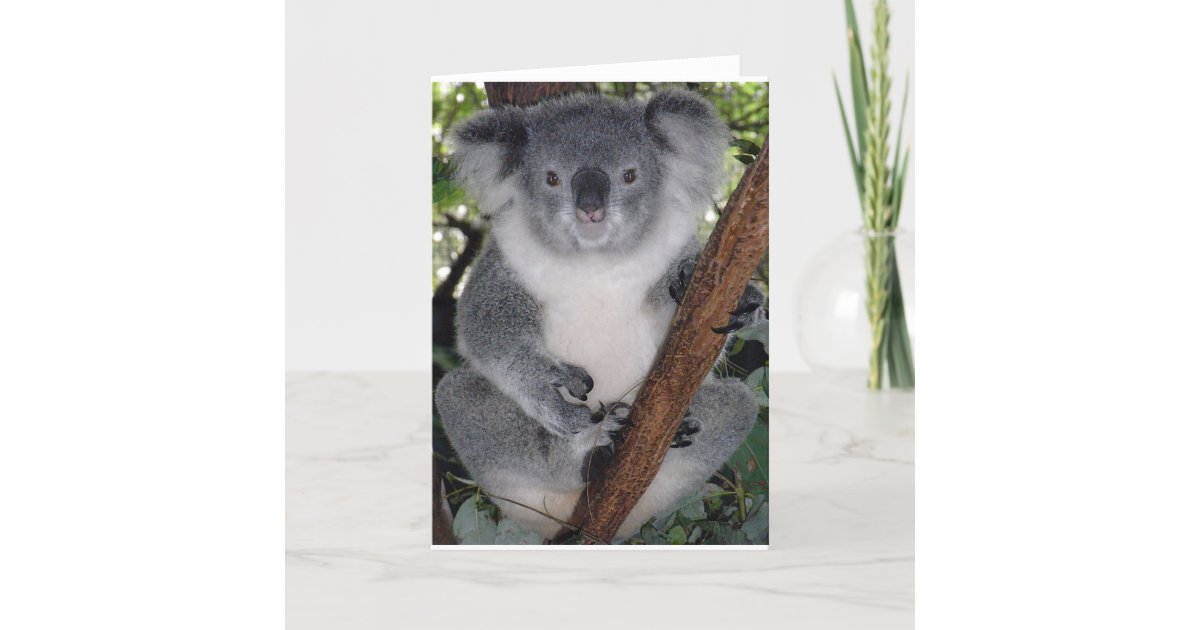 Koala Bears Card | Zazzle
