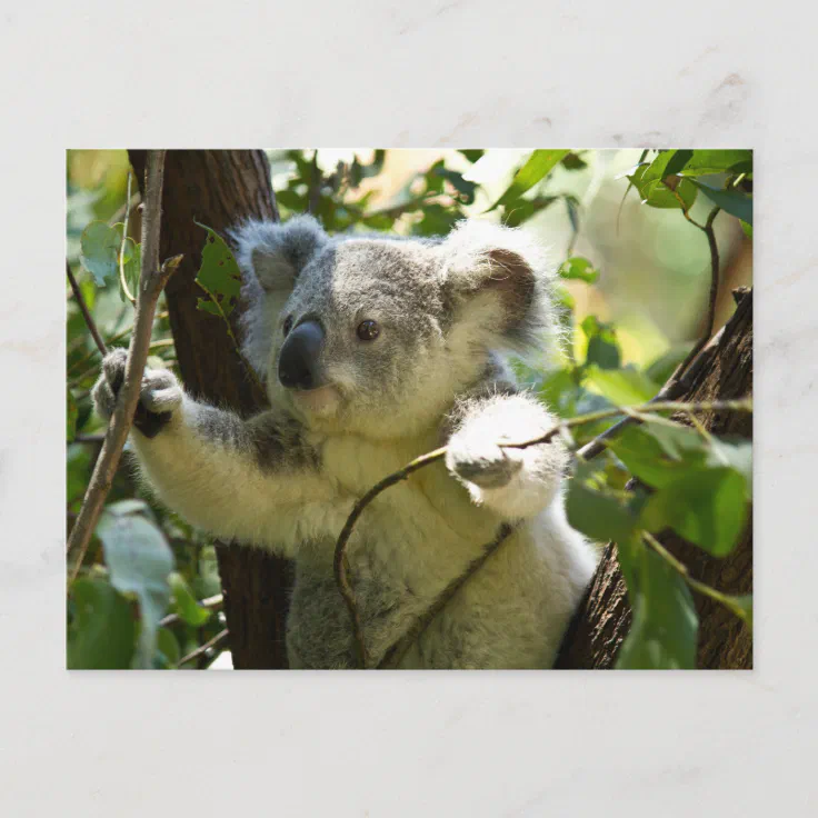 Koala cutie postcard | Zazzle