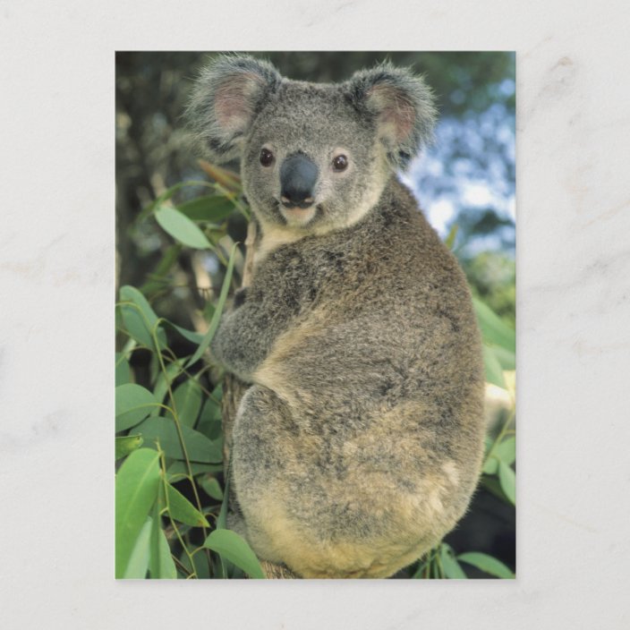 Koala, Phascolarctos cinereus), endangered, Postcard | Zazzle.com