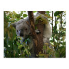 Postcard Koala QLD Australia | Zazzle.com