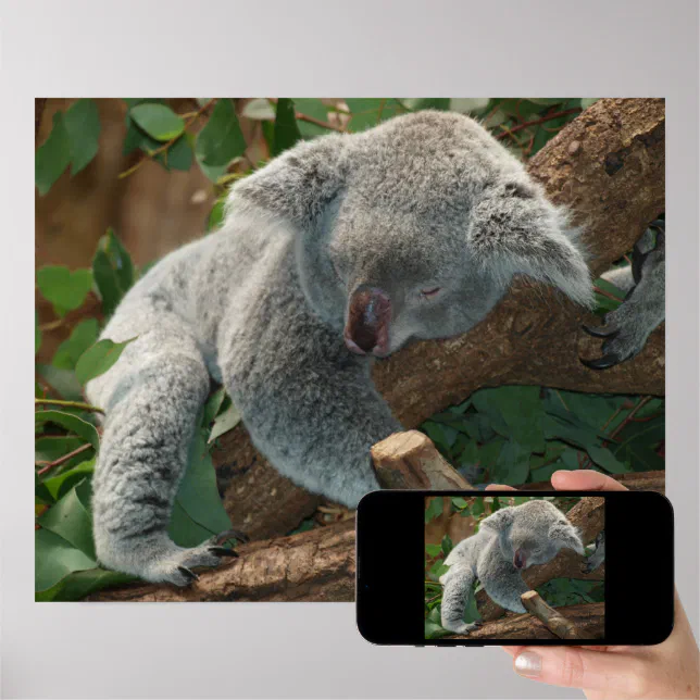 Koala Poster | Zazzle