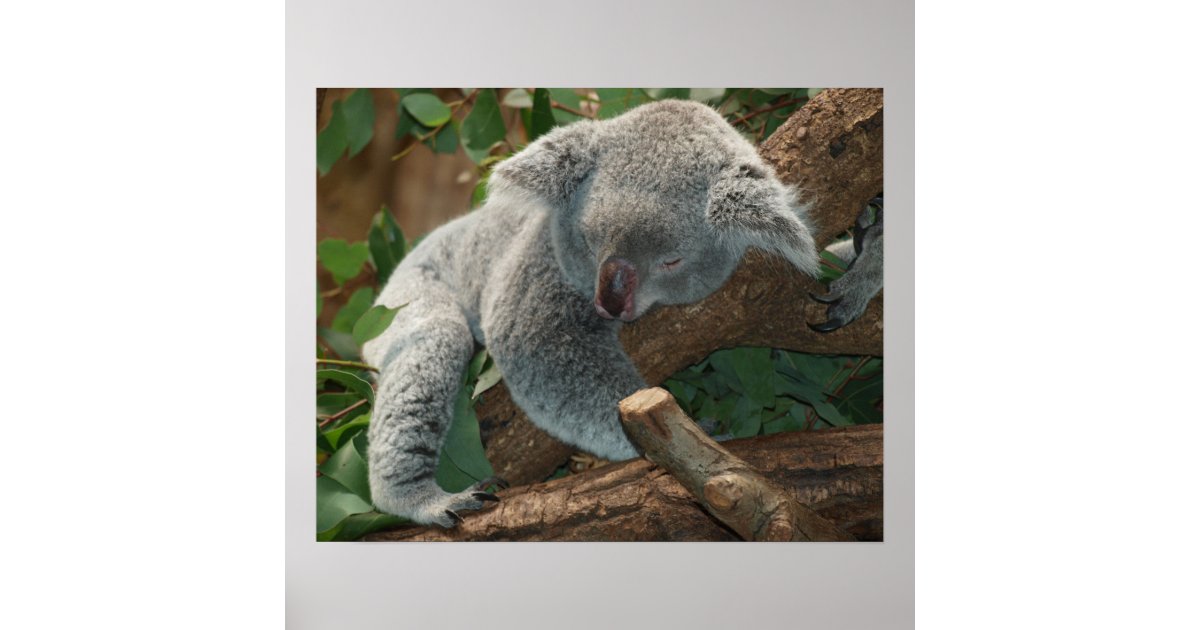 Koala Poster | Zazzle
