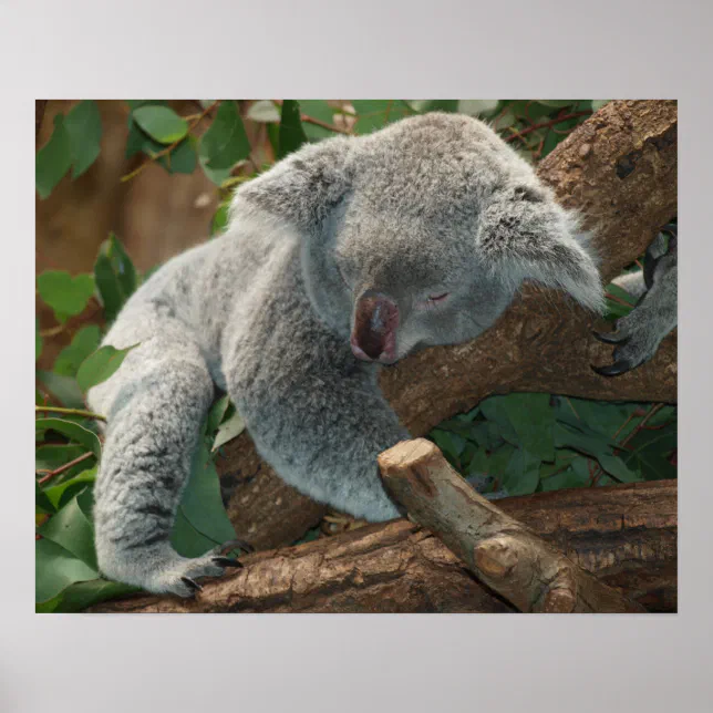 Koala Poster | Zazzle