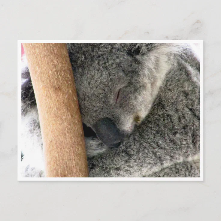 koala sleep postcard | Zazzle