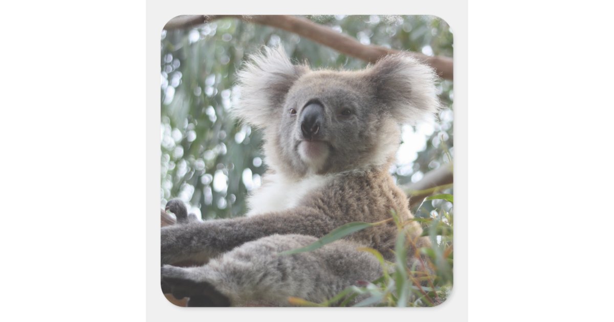 Koala Sticker | Zazzle