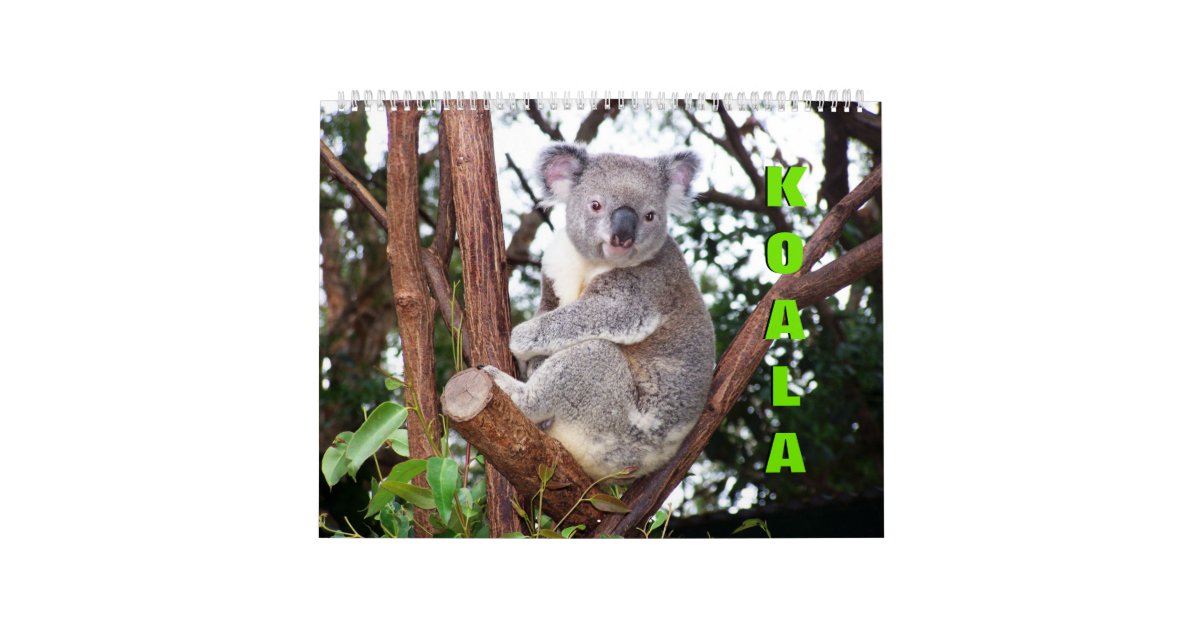 Koalas Calendar | Zazzle
