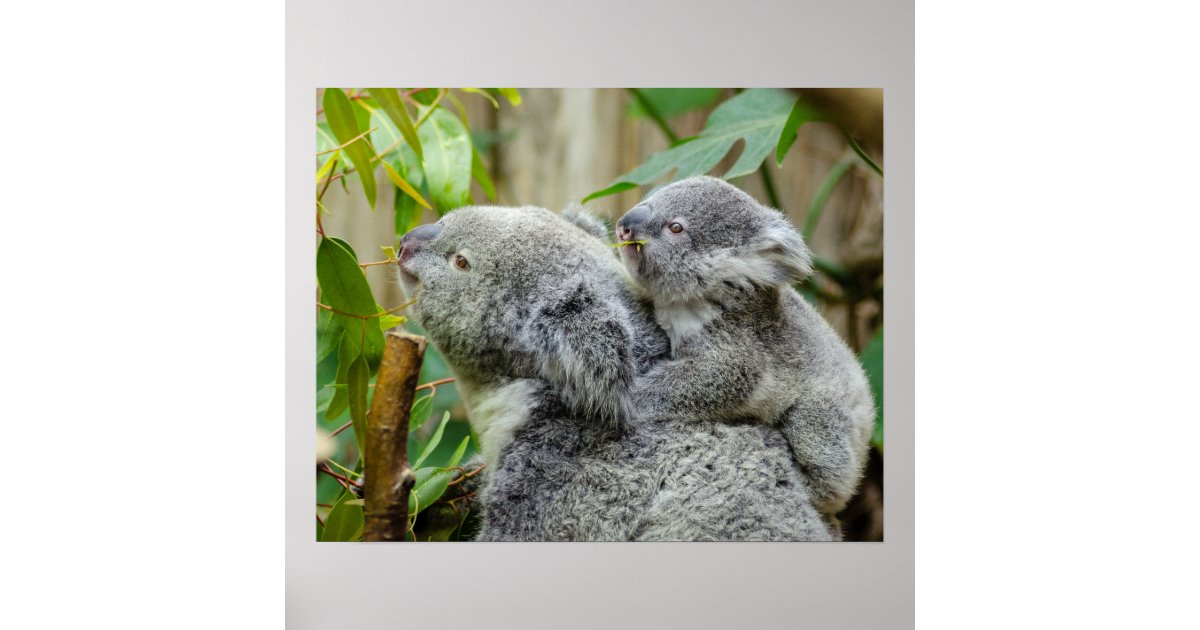Koalas Poster | Zazzle