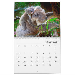 Koalas Wall Calendar | Zazzle