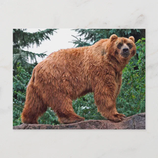 Kodiak Bear Postcard | Zazzle