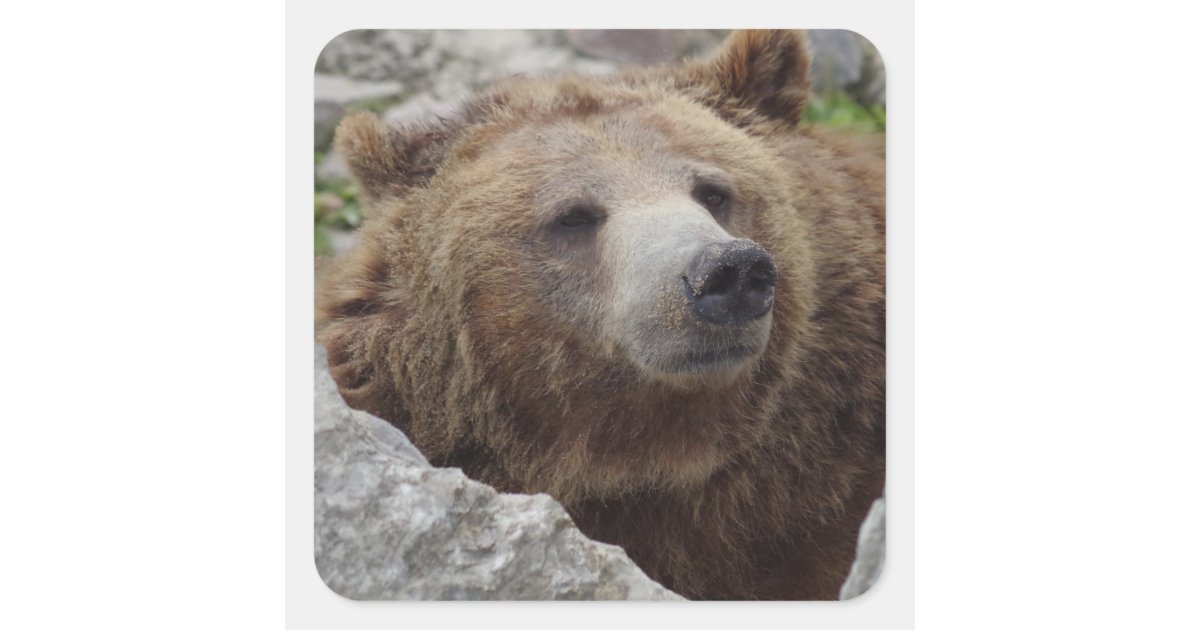 Kodiak Bear Square Sticker | Zazzle